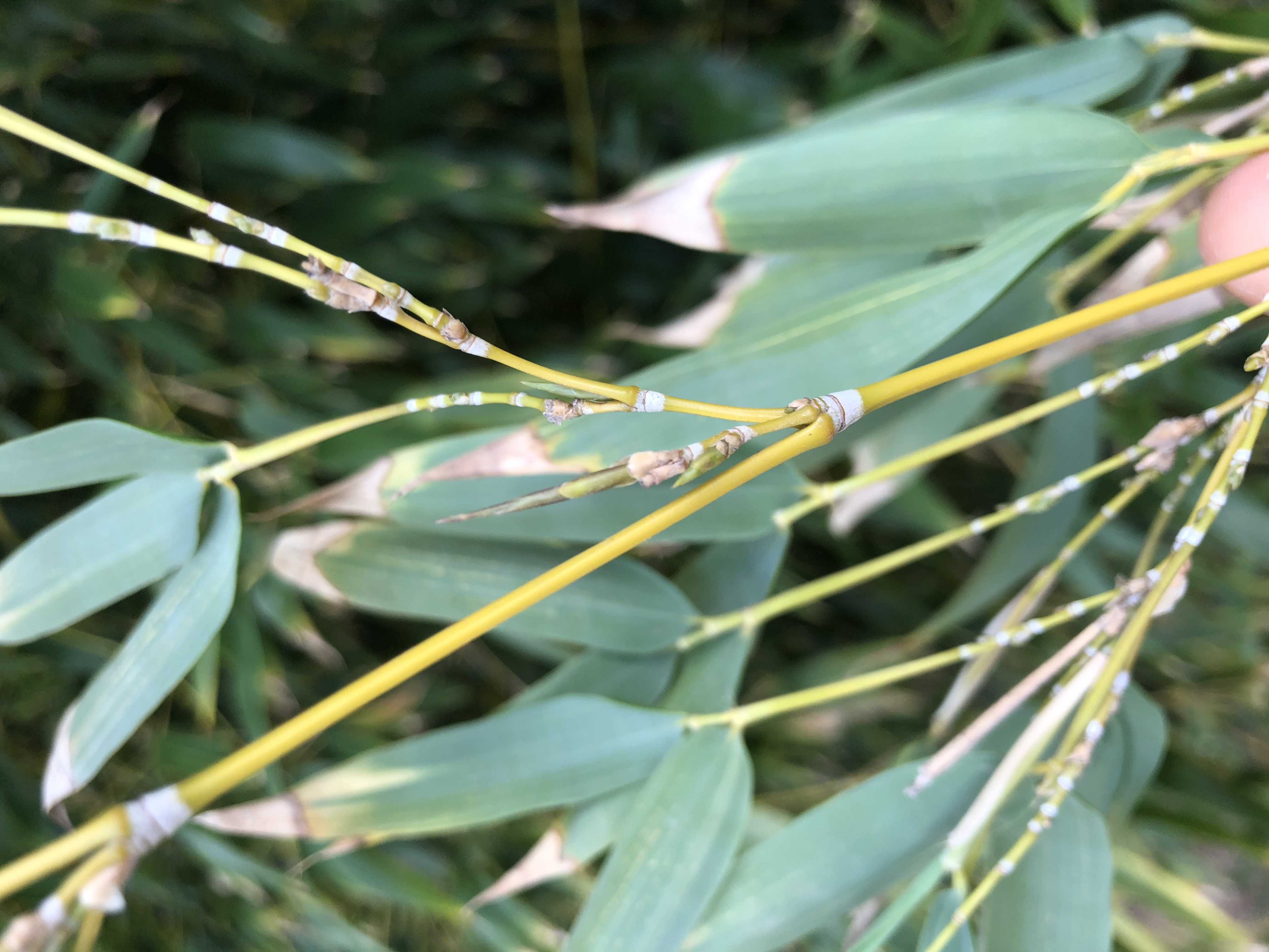 Paso Bamboo